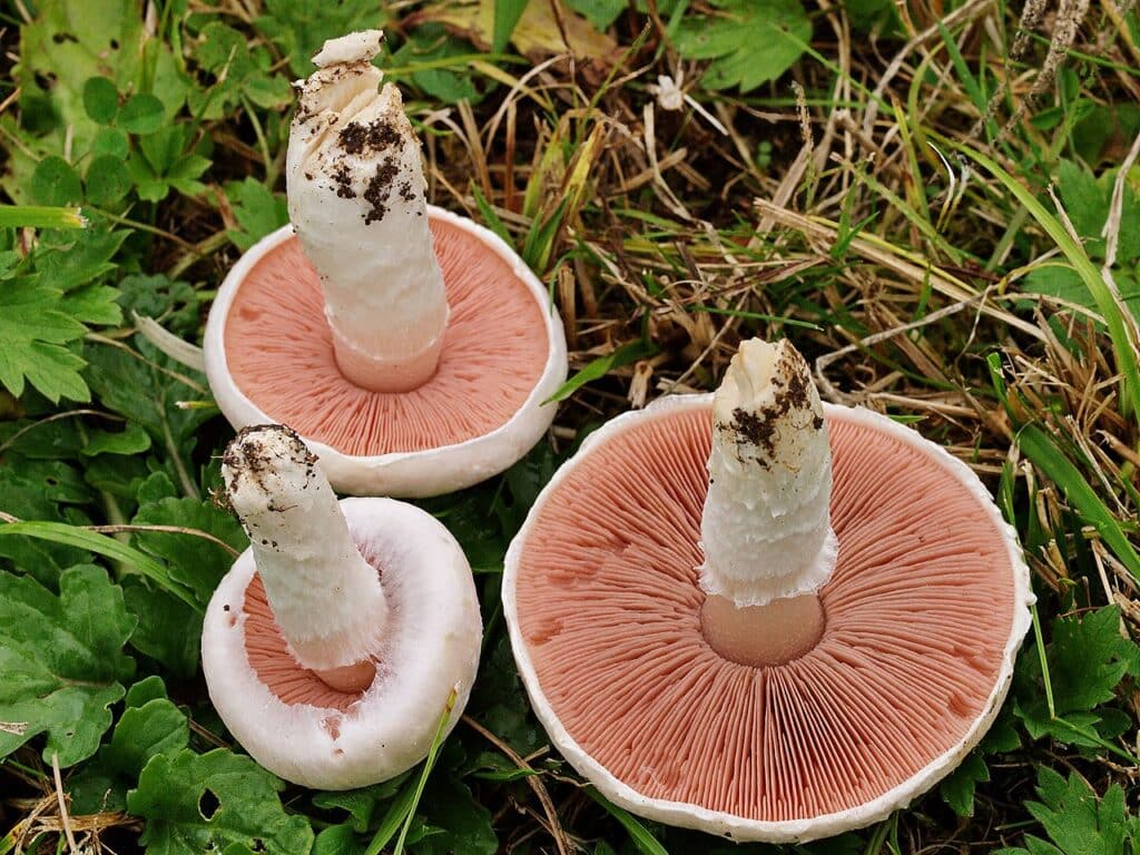 Le rosé des prés, un champignon comestible rosé